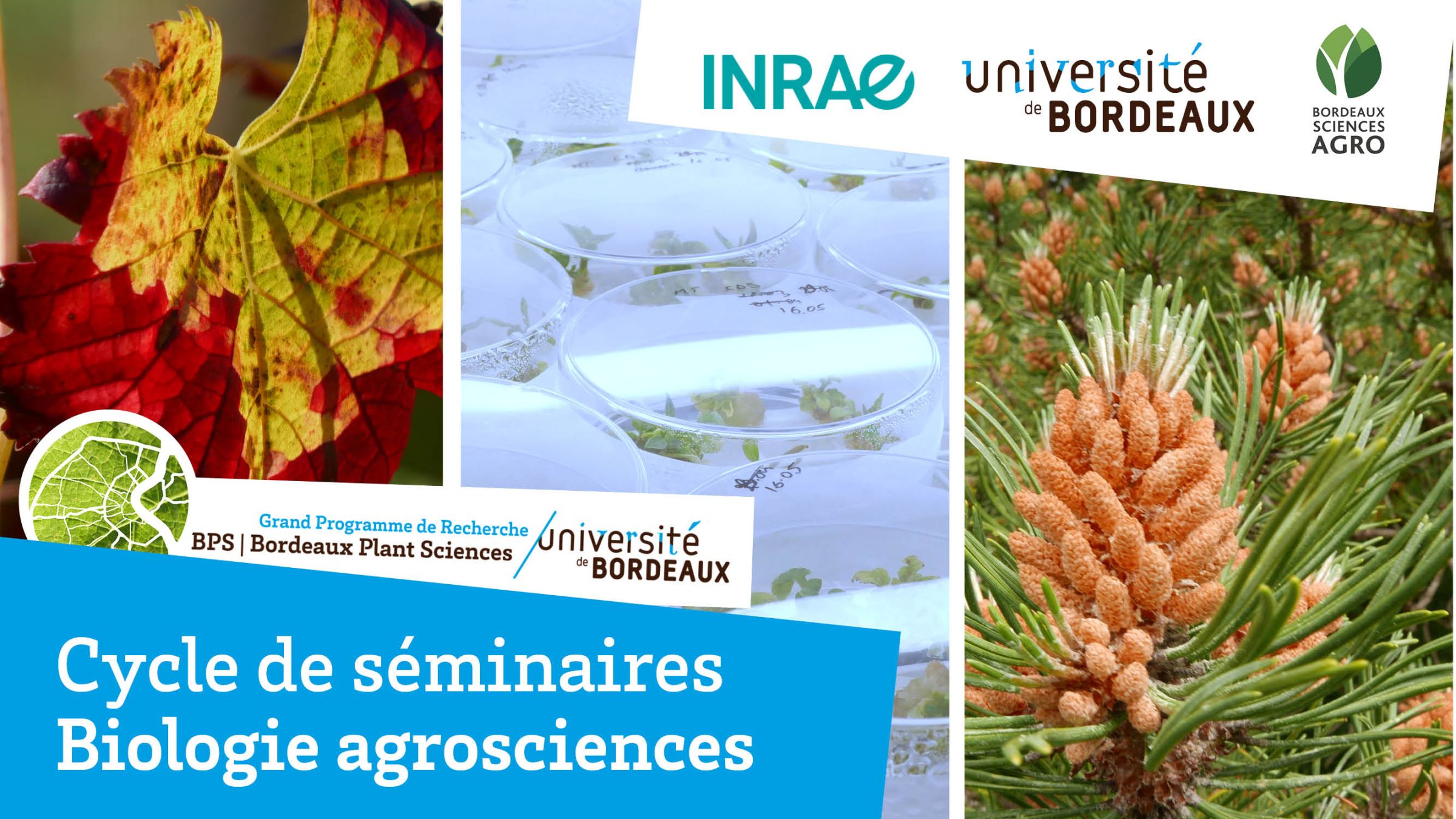 Séminaire - Do longer growing seasons lead to more tree growth ...